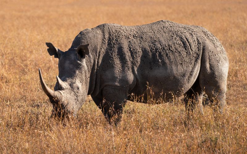 Ol Pejeta Conservancy (Sweetwaters) - Kenya Tourist Attractions