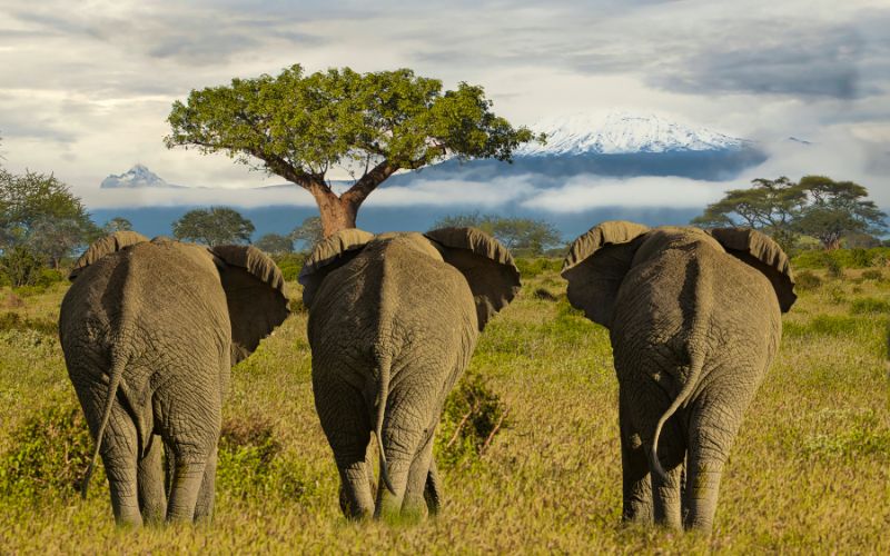 Tsavo West National Park
