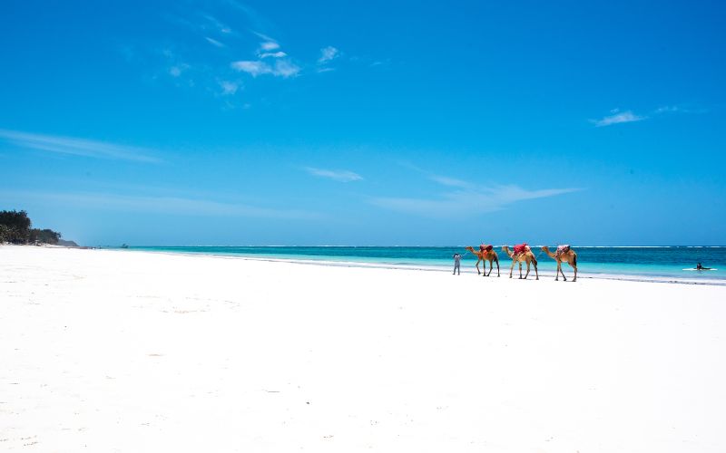 Safari and Beach Holidays: Perfect for Adventure and Relaxation