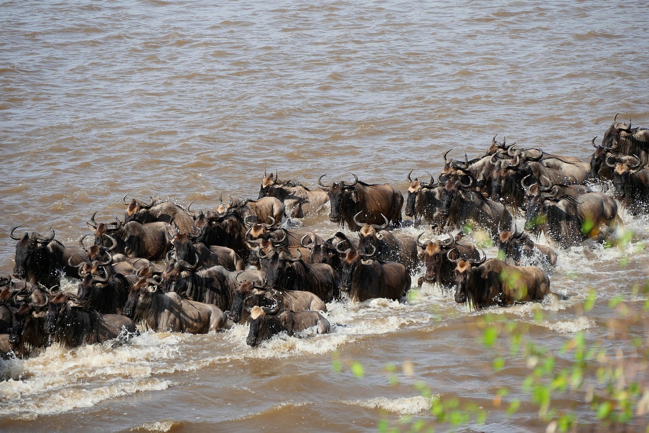 The Epic Journey of the Wildebeest Migration